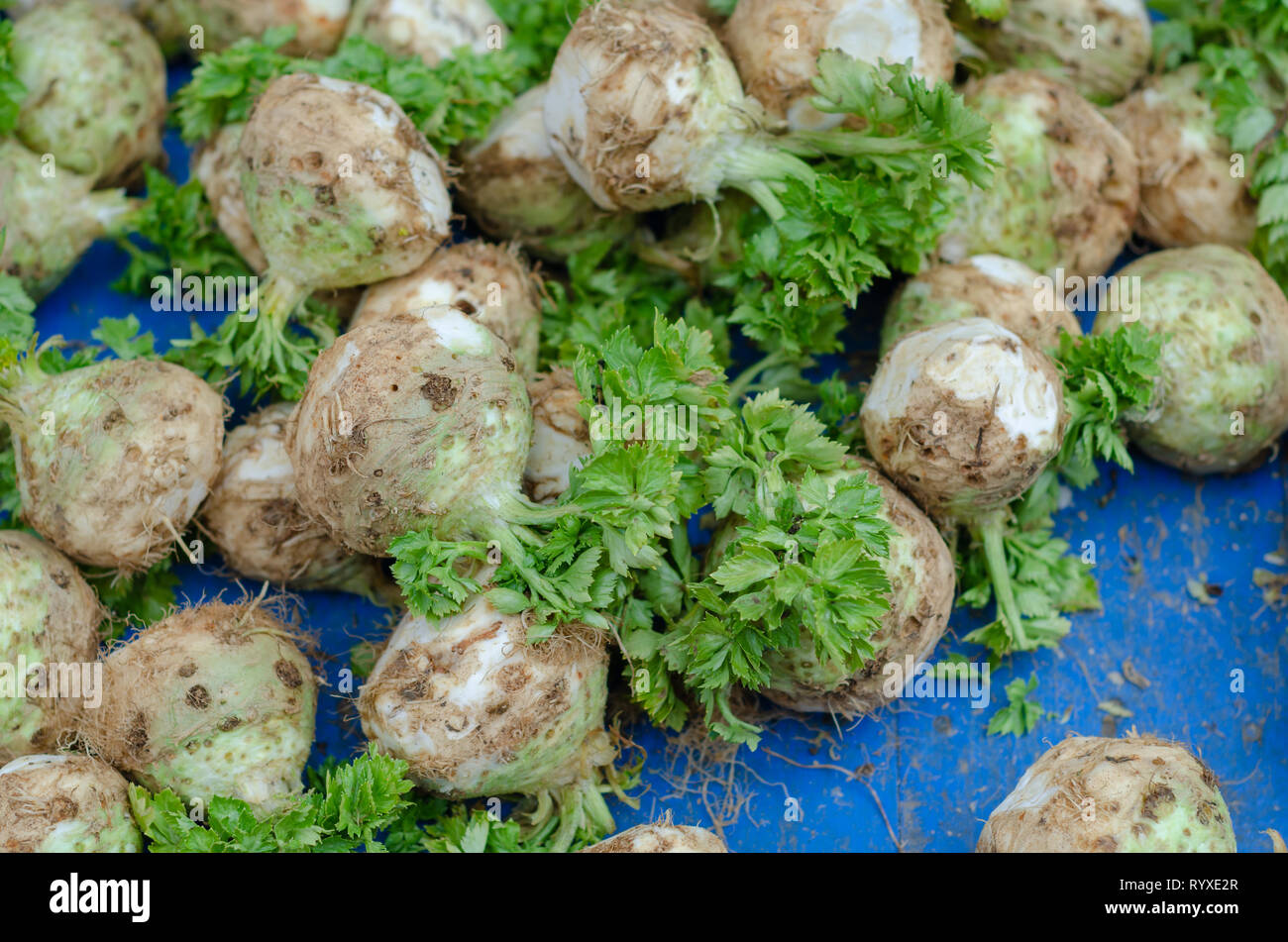 Organic celery (root celery and leaves of celery) with blue background ...