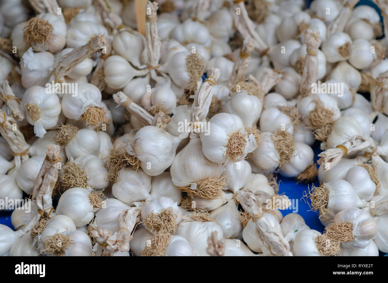 White garlic head heap top view hi-res stock photography and images - Alamy