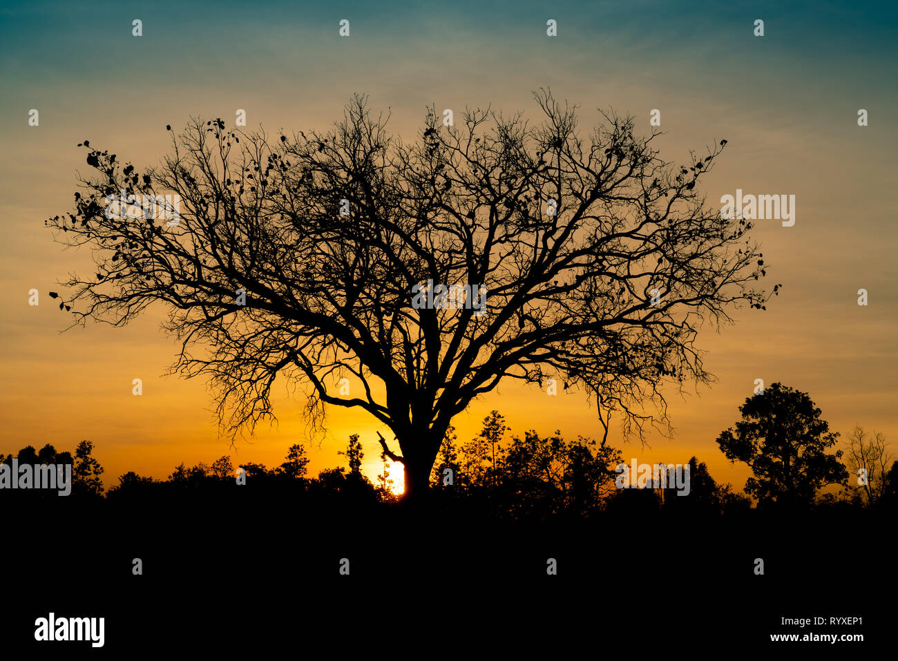 Silhouette dead tree on beautiful sunset or sunrise on golden sky ...