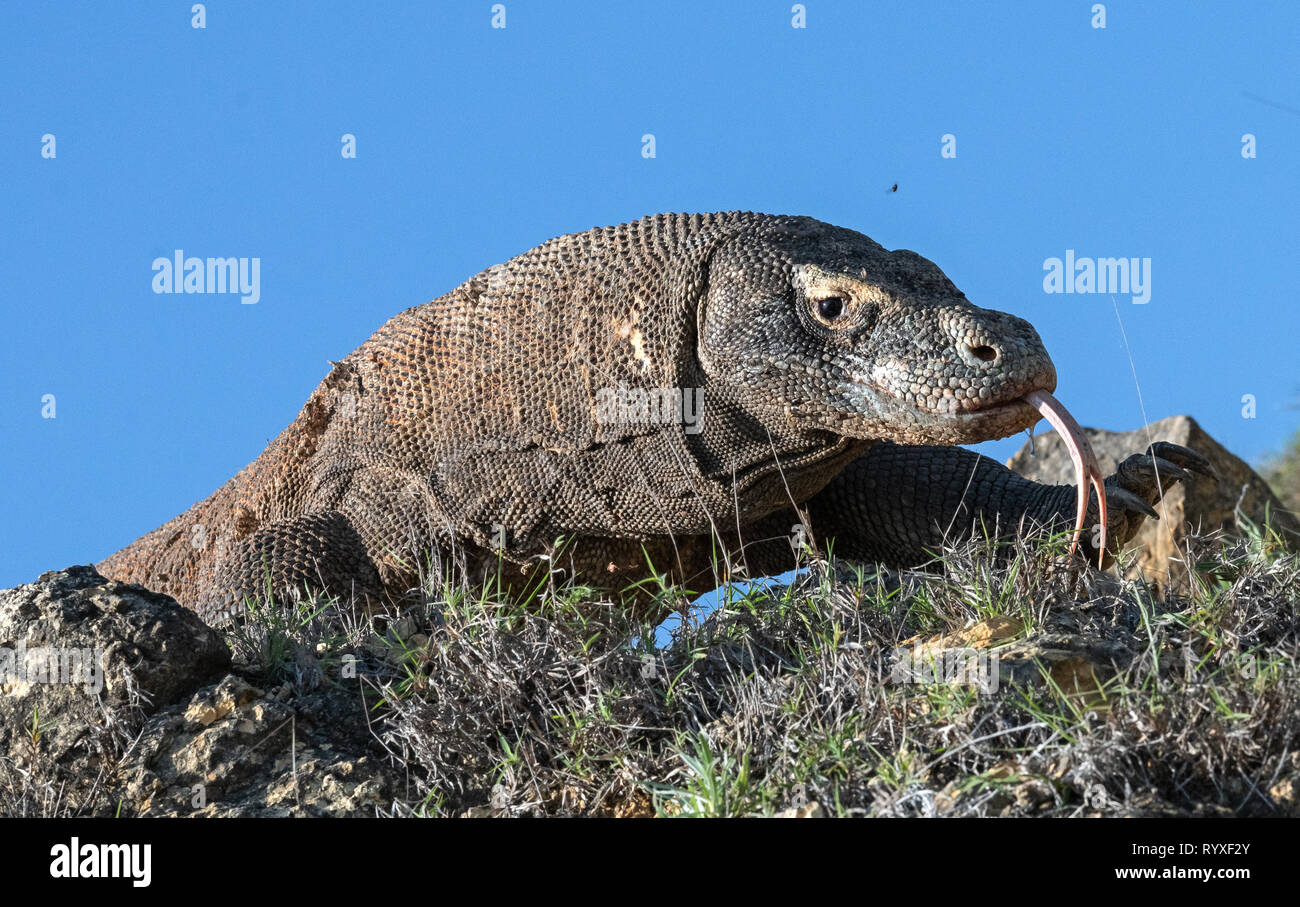 Komodo dragon with the forked tongue sniff air. Close up. The Komodo ...