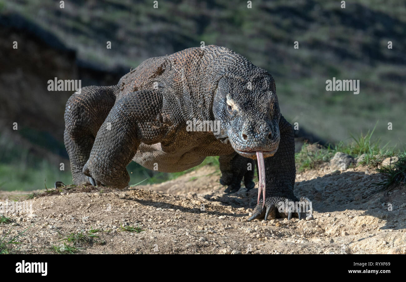 Komodo dragon with the forked tongue sniff air. Close up. The Komodo ...