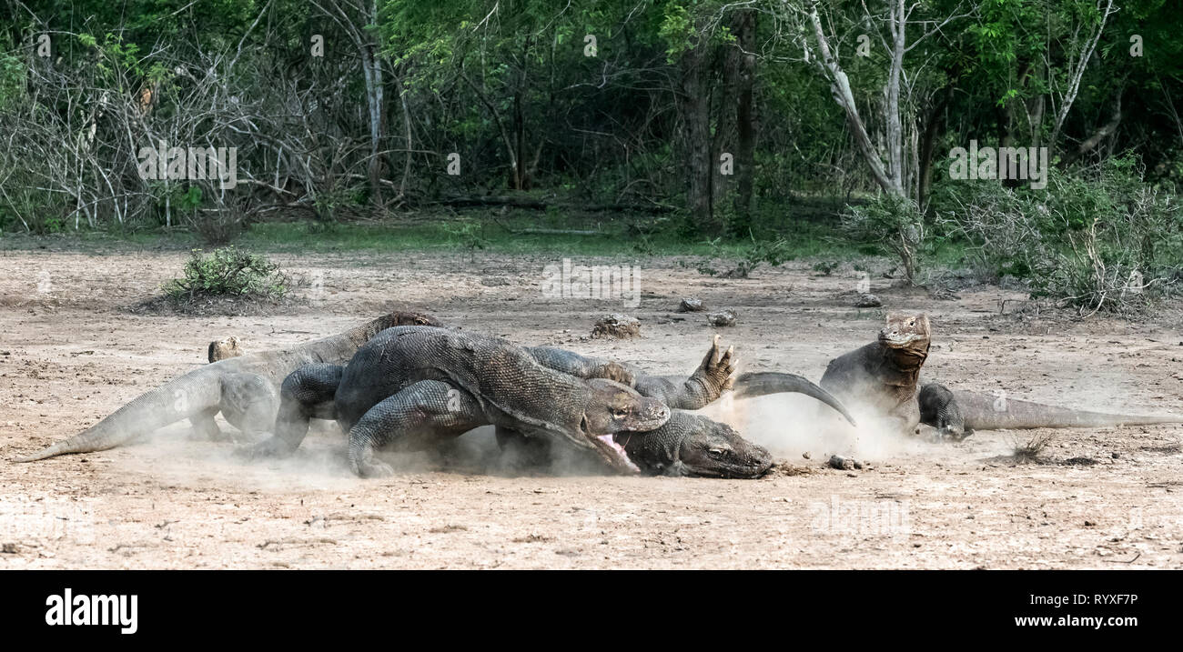 Fight of komodo dragons. The Komodo dragon, scientific name: Varanus ...