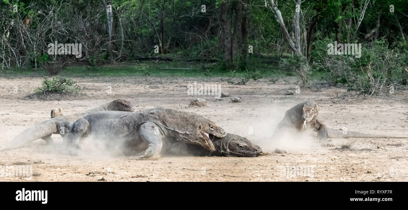Fight of komodo dragons. The Komodo dragon, scientific name: Varanus ...