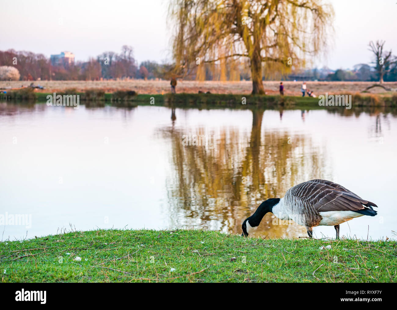 Goose willow hi-res stock photography and images - Alamy