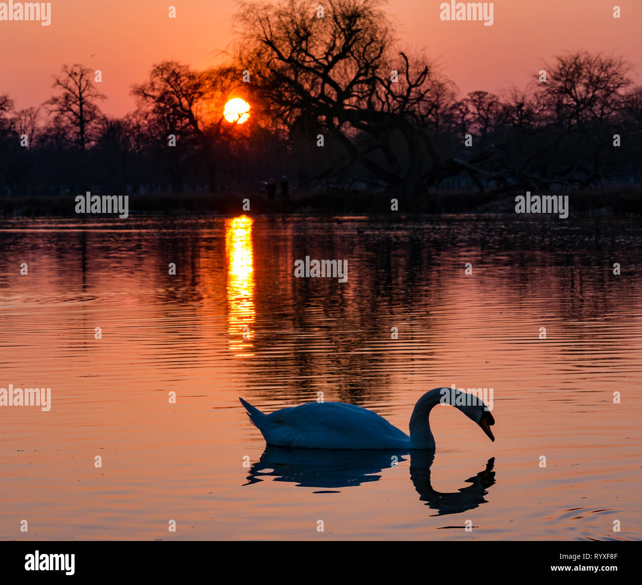 Orange Winter sunset reflected on pond with swan silhouette, England ...