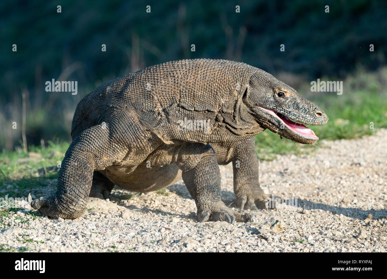 The Komodo dragon with opened a mouth. Biggest living lizard in the ...