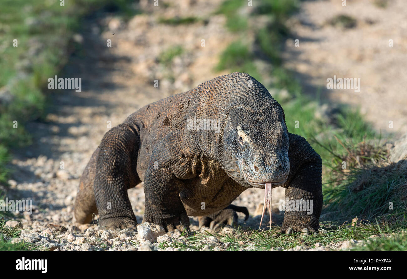 Komodo dragon with the forked tongue sniff air. Close up portrait. The ...