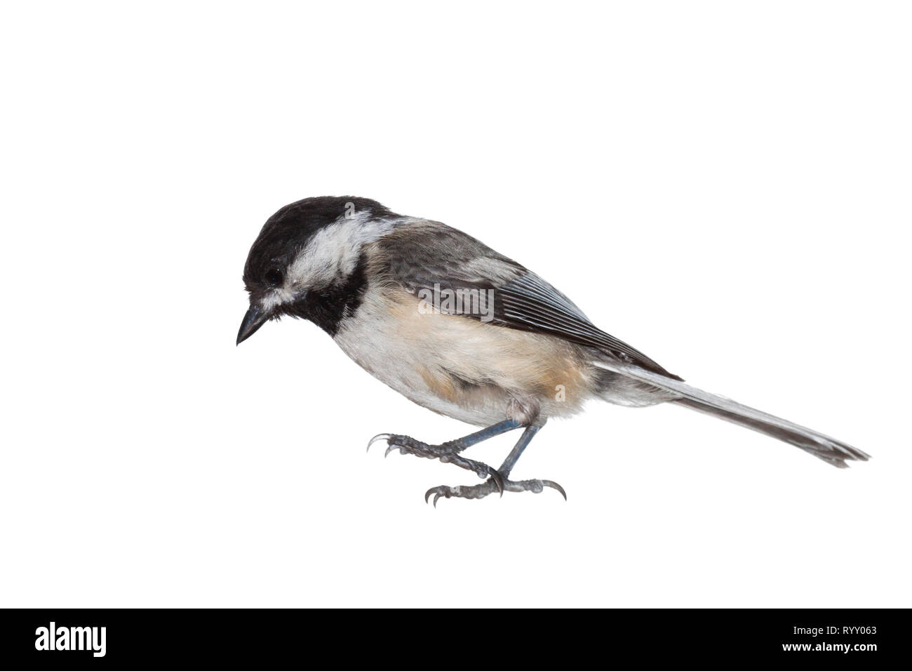 Black capped chickadee lands hi-res stock photography and images - Alamy