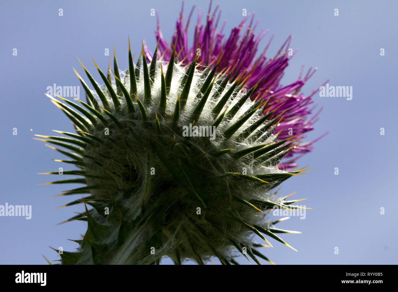 Purple hair colour hi-res stock photography and images - Alamy