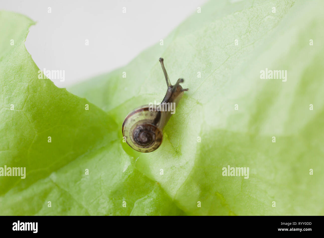 snail eating a lettuce leaf Stock Photo - Alamy