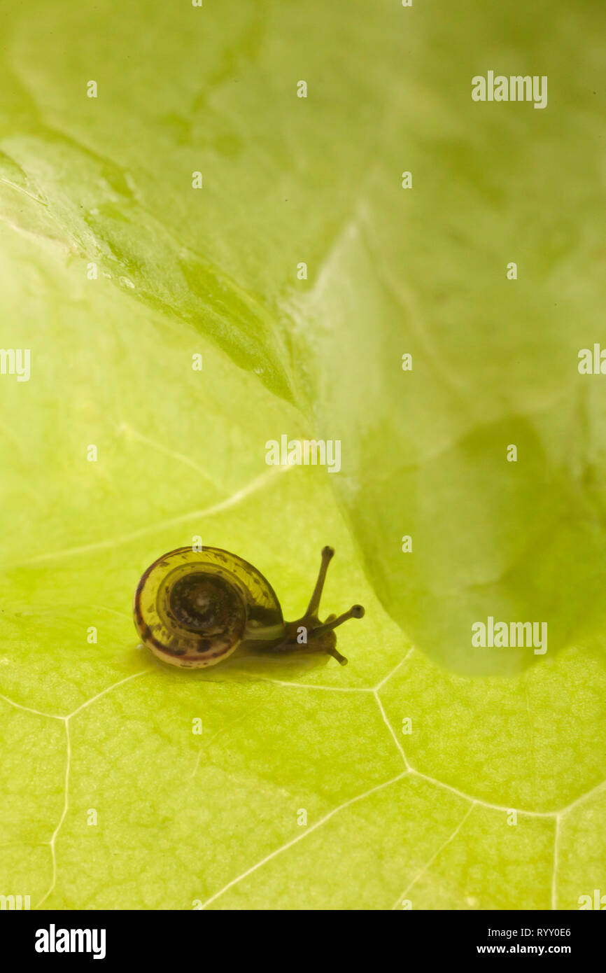 snail eating a lettuce leaf Stock Photo - Alamy