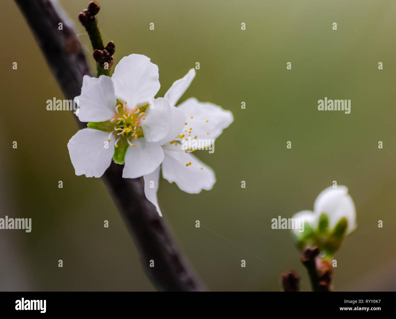 Plum flower (prunus domestica), blooming in a tree branch Stock Photo ...