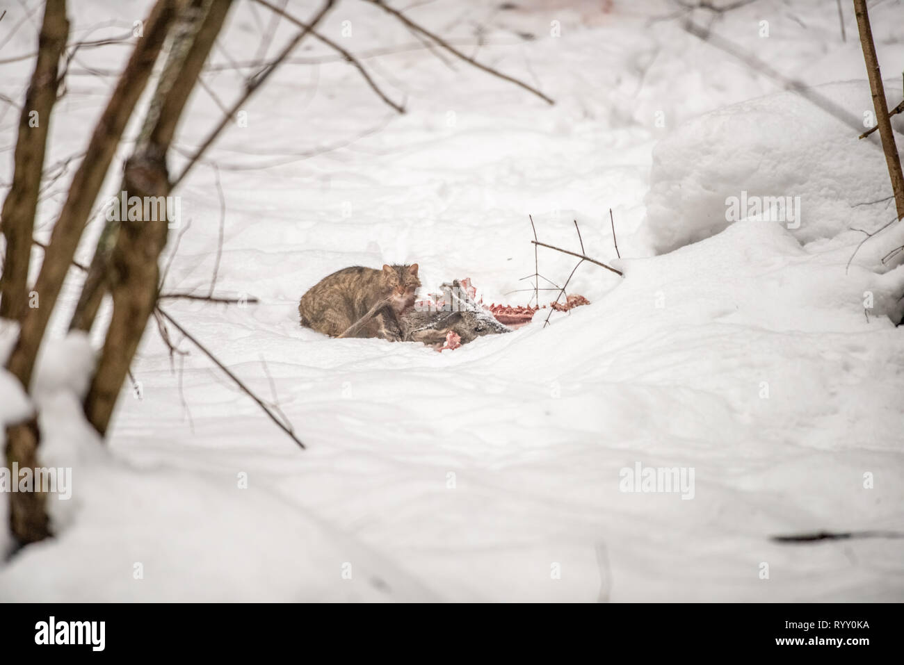 European wildcat (felis silvestris) is eating a deer carcass killed by ...