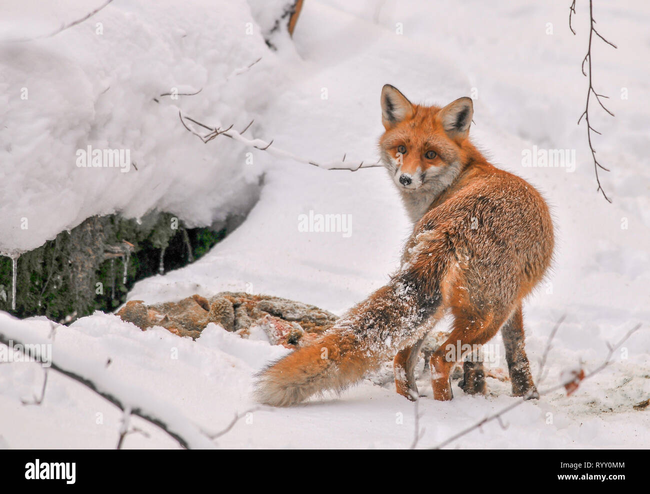 red fox in winter feeding on deer carcass, cute red fox with roe deer ...