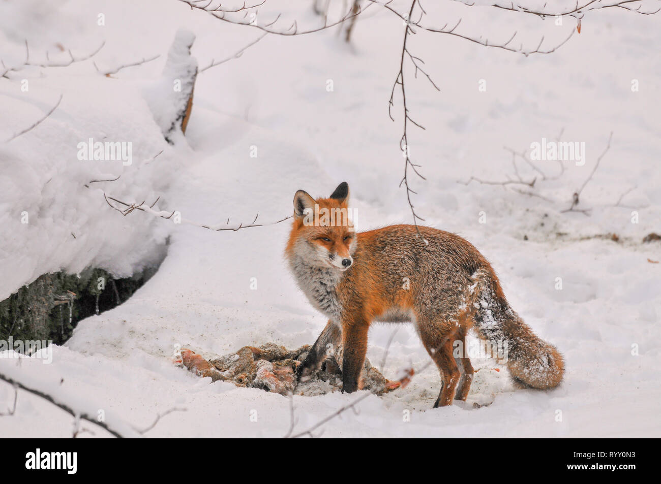 red fox in winter feeding on deer carcass, cute red fox with roe deer ...