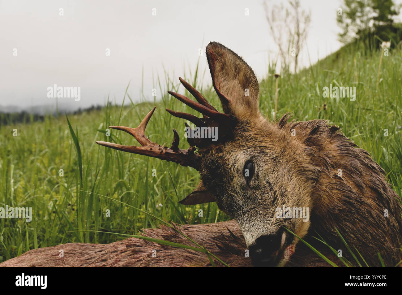 Killed roe deer buck on meadow, Polish Carpathian Mountains, Poland ...