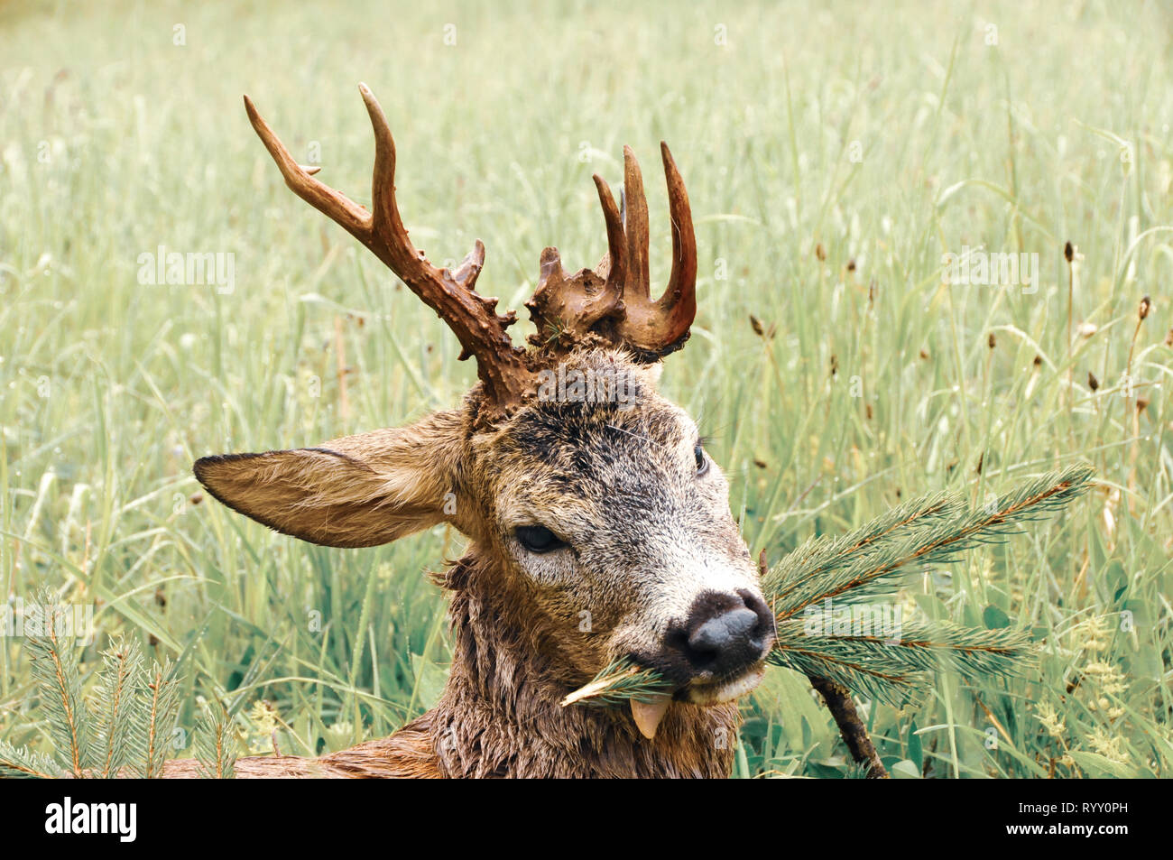 Roe deer trophy hi-res stock photography and images - Alamy