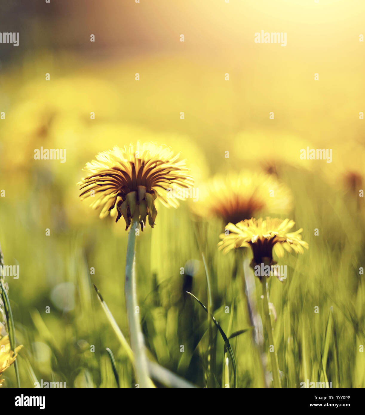 Weed vegetative hi-res stock photography and images - Alamy
