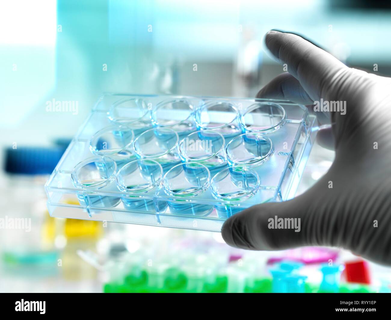 Scientist holding samples in a multi well plate during a experiment in ...