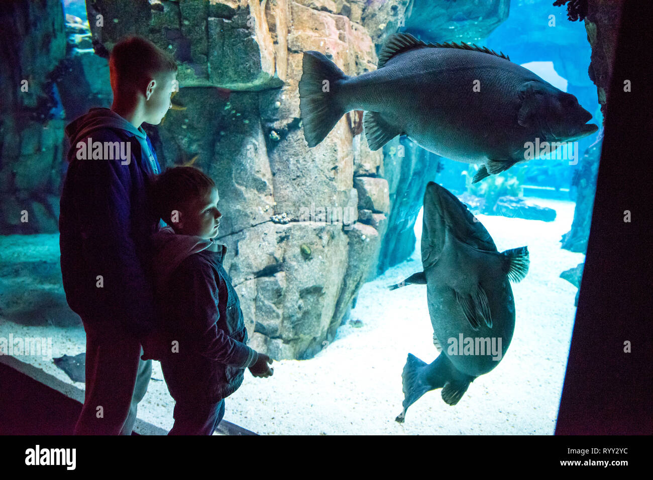 Boys gets acquainted with an ocean dweller shark in the Oceanarium ...