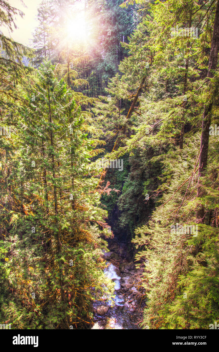 Densely forested parkland hi-res stock photography and images - Alamy