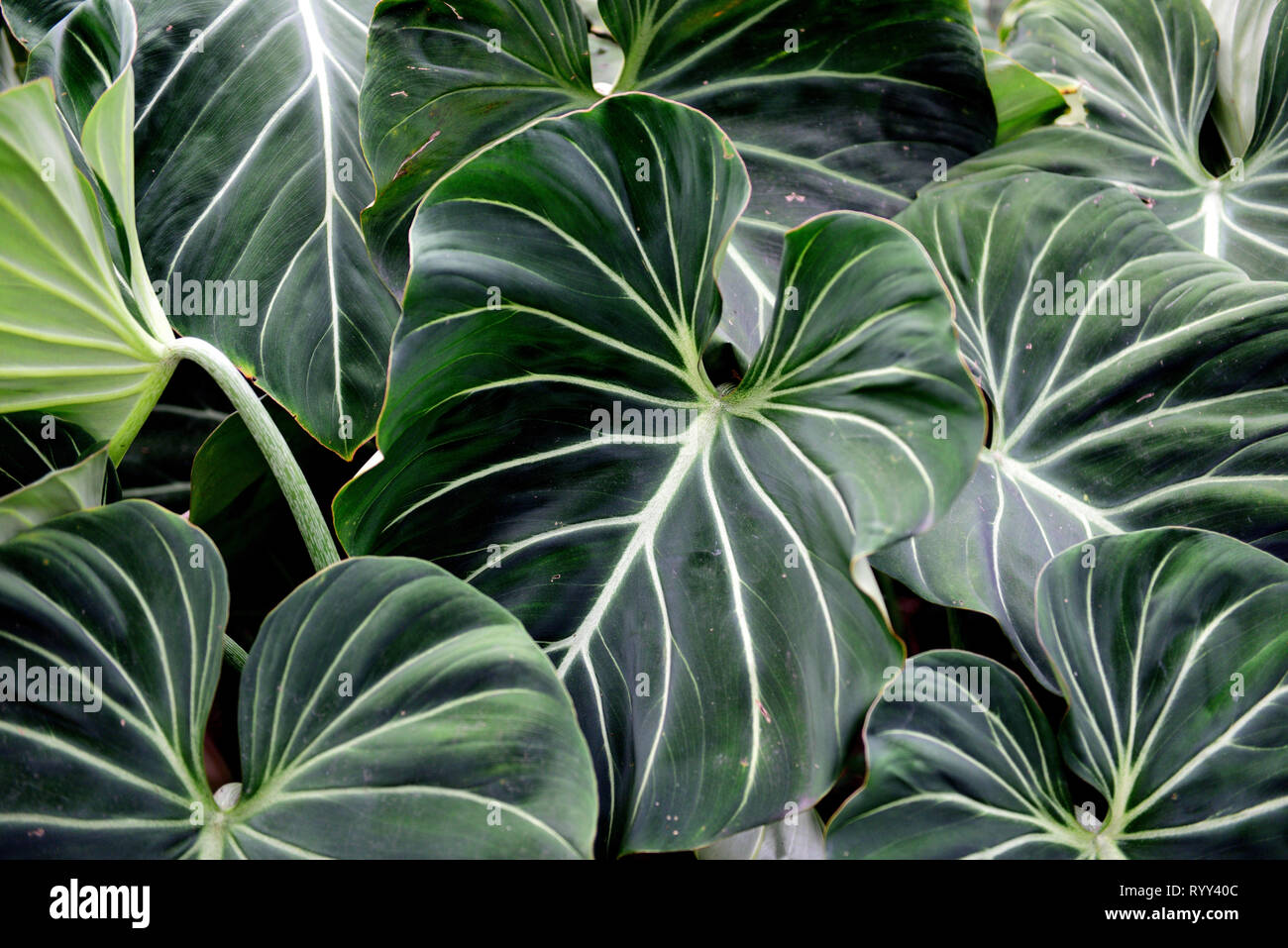 Beautiful elephant wallpaper hi-res stock photography and images - Alamy