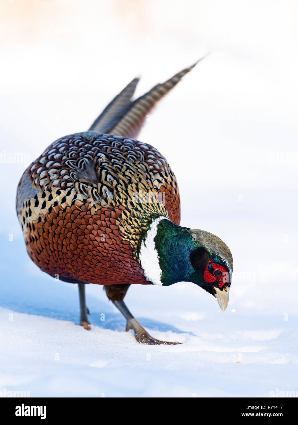 A rooster pheasant out foraging for food on a winter day in South ...