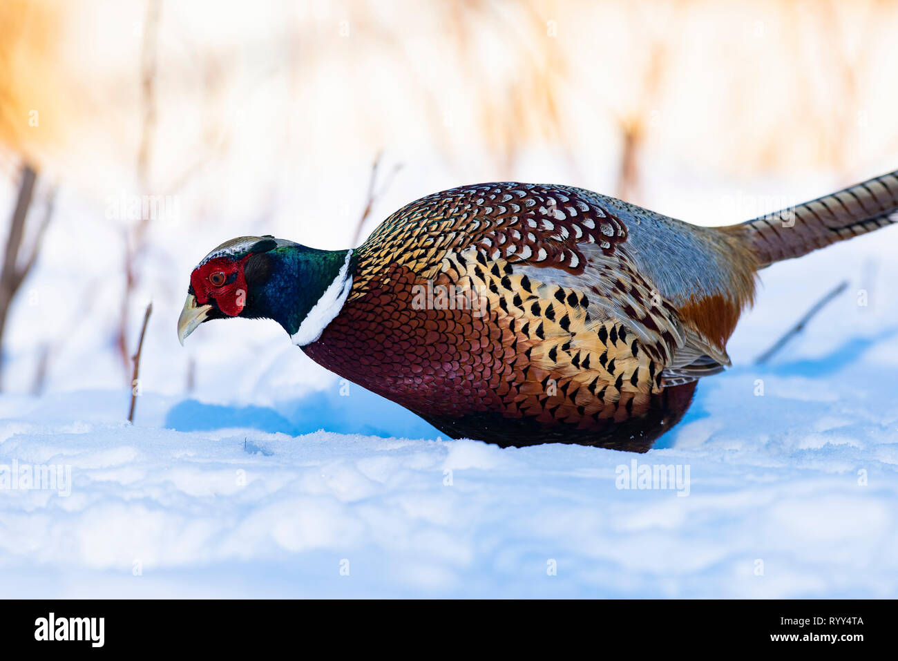 A rooster pheasant out foraging for food on a winter day in South ...