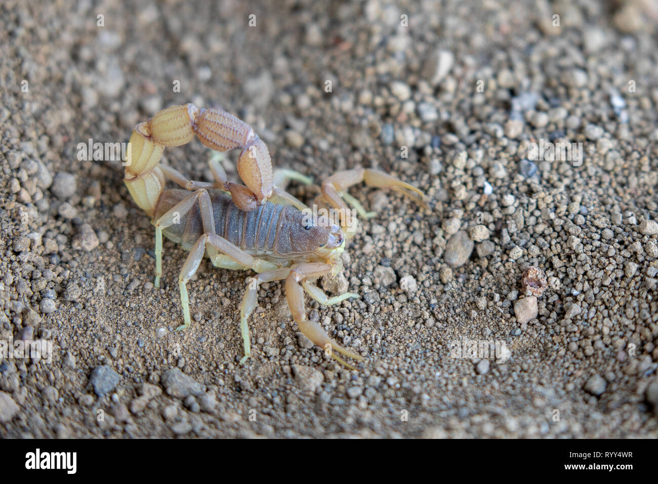 Black Scorpion, Kenya, Africa Stock Photo - Alamy
