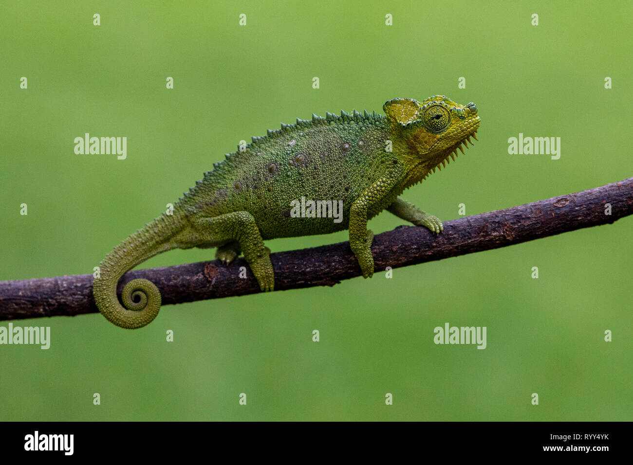 Types Of Chameleons In Kenya