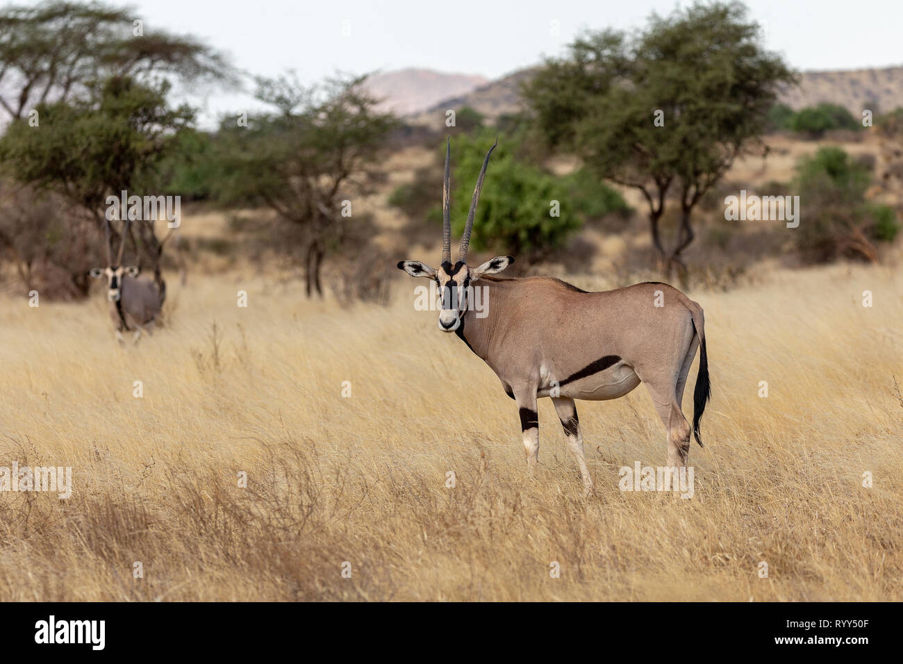 Beira antelope hi-res stock photography and images - Alamy