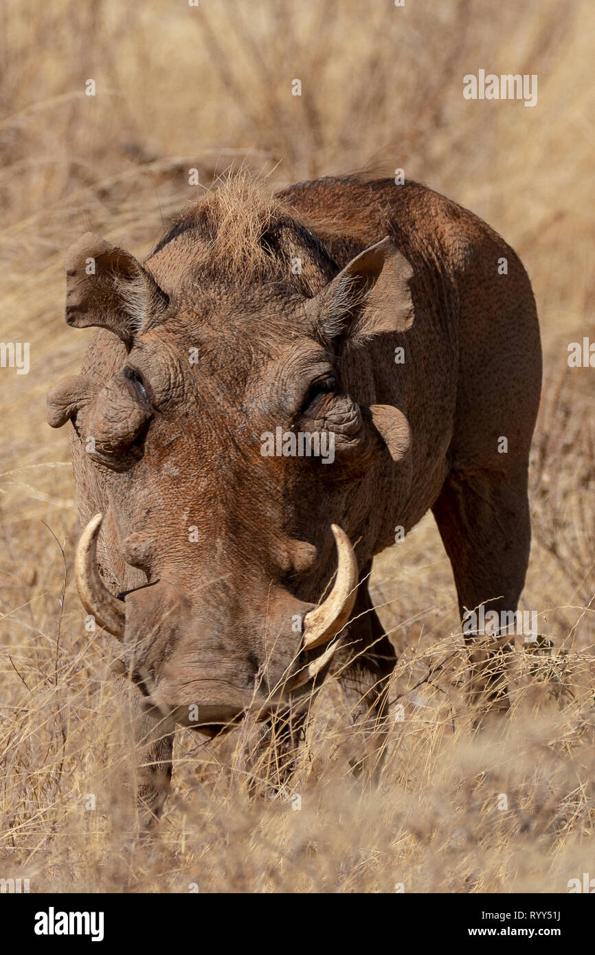 Warthog head hi-res stock photography and images - Alamy