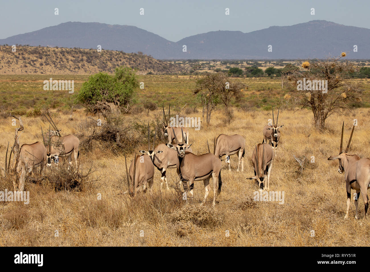 Species of oryx hi-res stock photography and images - Alamy