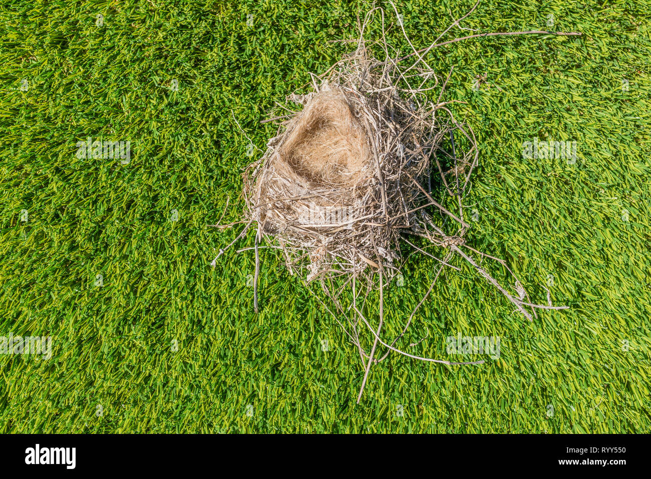 Shallow cup nest hi-res stock photography and images - Alamy