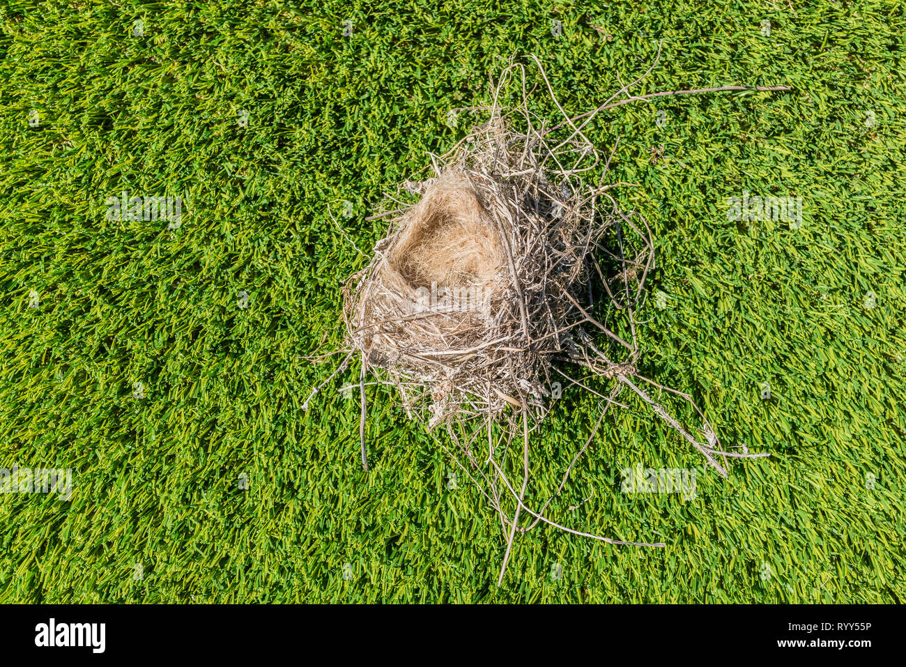 A small used bird's nest from last season. It has a good sized nest ...