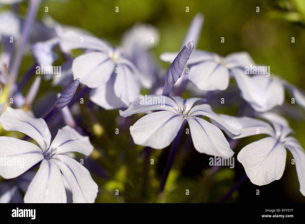 Macro Flowers Up Close Stock Photo - Alamy