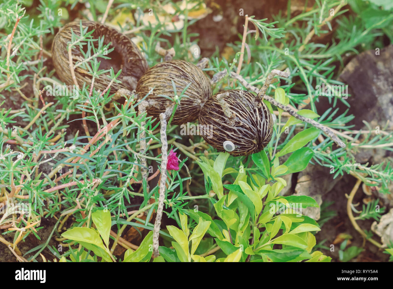 Coconut spathe hi-res stock photography and images - Alamy