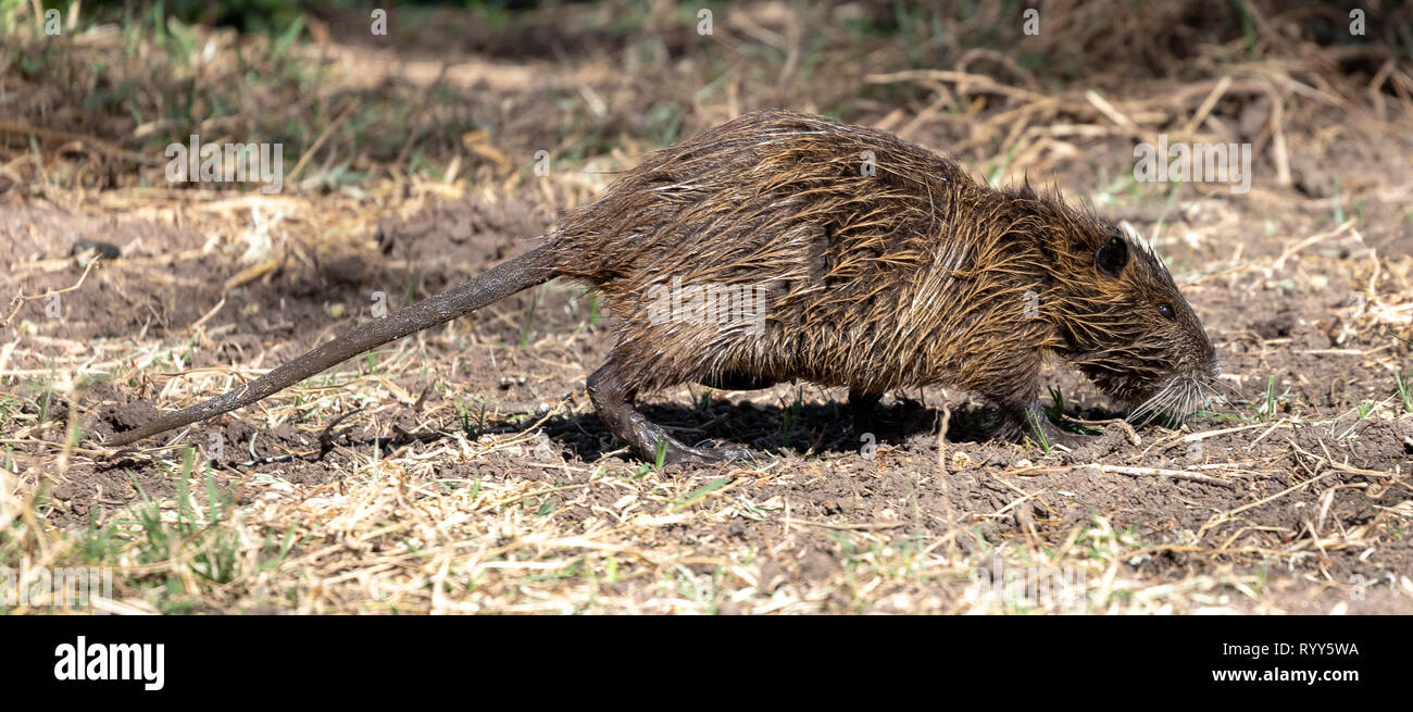 Coypu Rodent, running along the river, Kenya Africa Stock Photo - Alamy