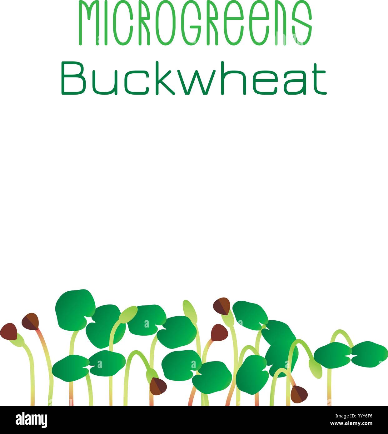 Microgreens Buckwheat. Seed packaging design. Sprouting seeds of a ...