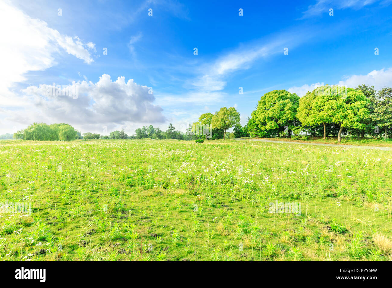 Green grass and trees in the nature park Stock Photo - Alamy