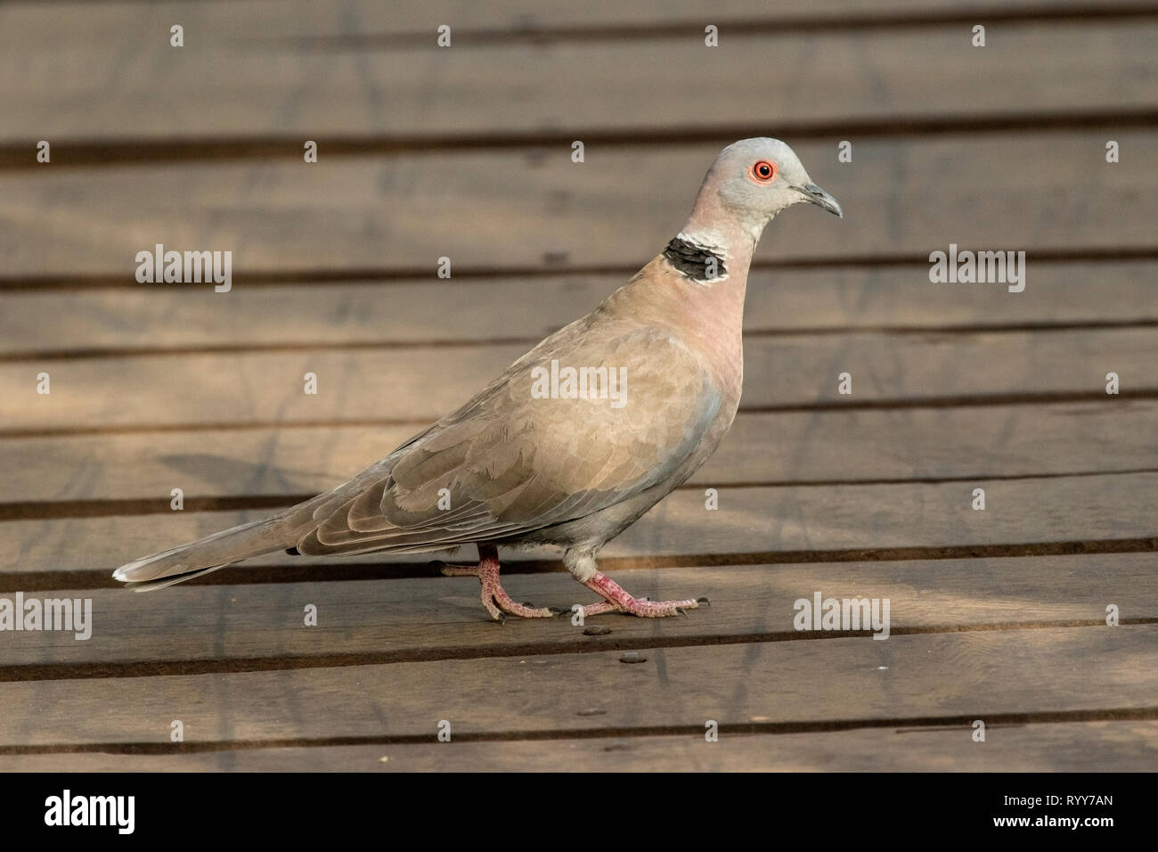 Red eyed dove hi-res stock photography and images - Alamy