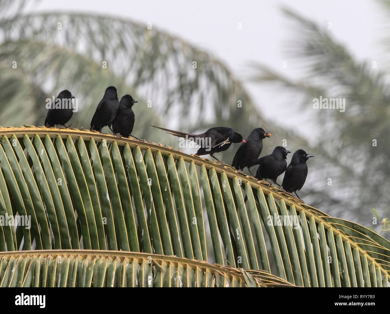 Piapiac, Makasutu Forest, Gambia 27 February 2019 Stock Photo - Alamy