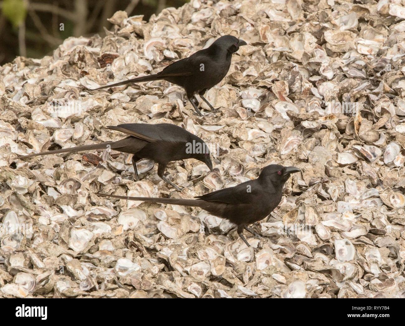 Piapiac, Makasutu Forest, Gambia 27 February 2019 Stock Photo - Alamy