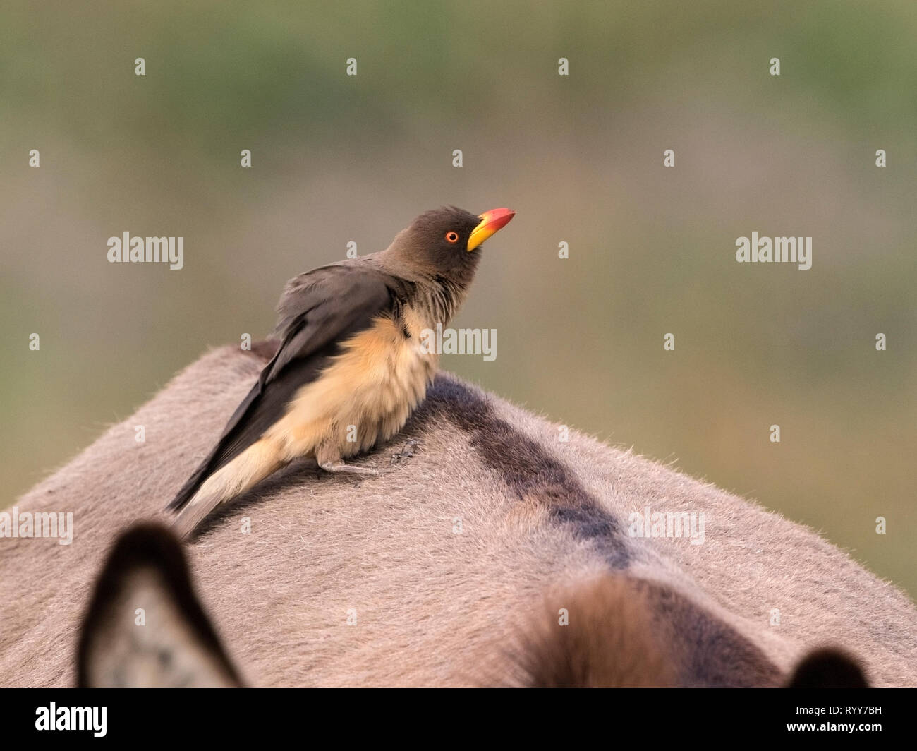 Oxpecker Eating Ticks High Resolution Stock Photography and Images - Alamy
