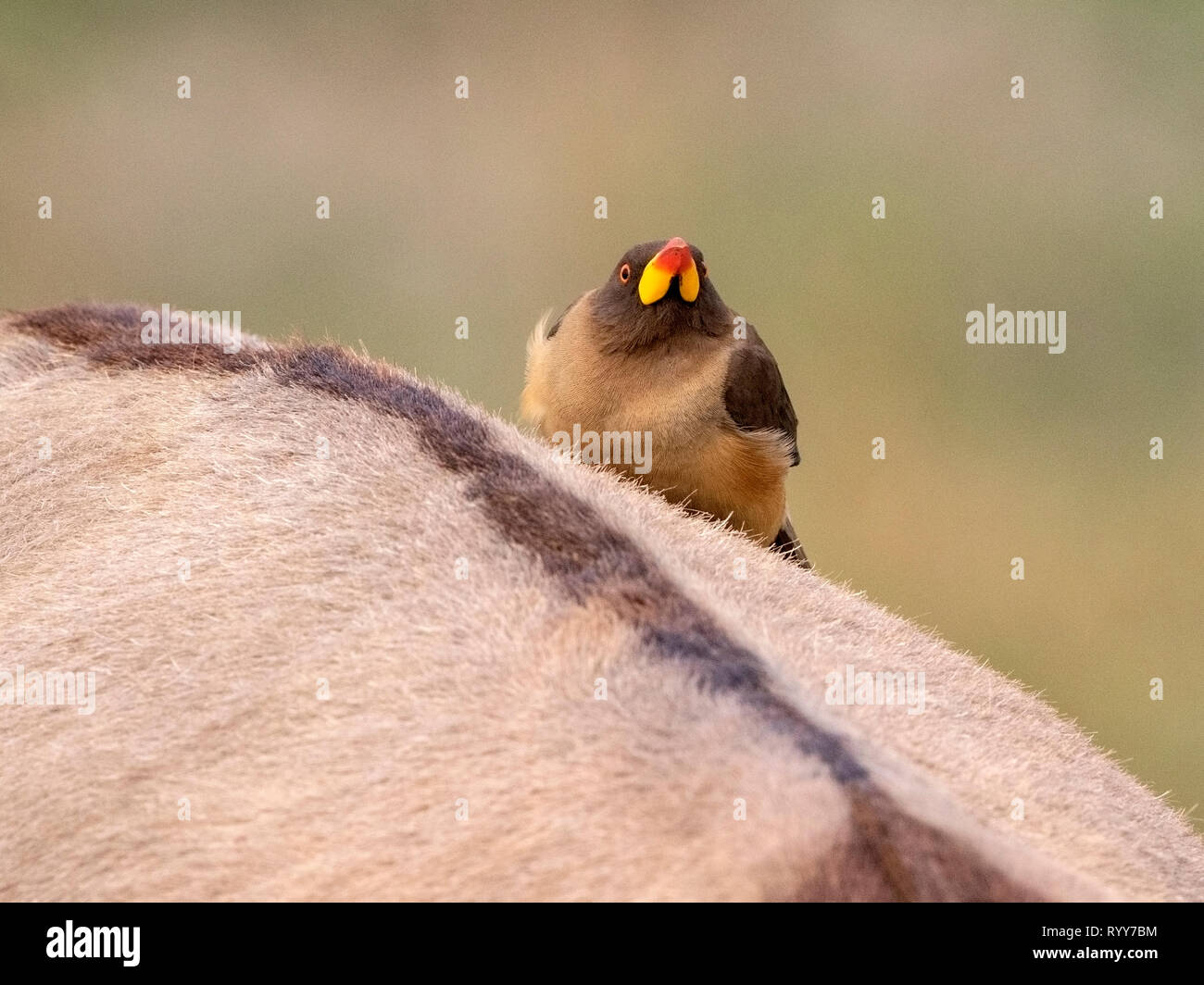 Oxpecker eating ticks hi-res stock photography and images - Alamy