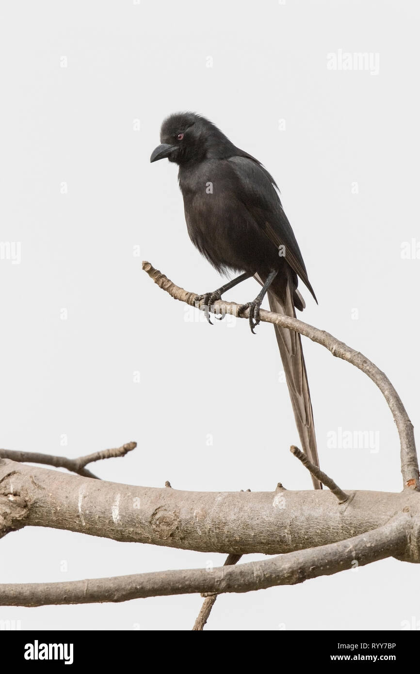 Piapiac, Makasutu Forest, Gambia 27 February 2019 Stock Photo - Alamy