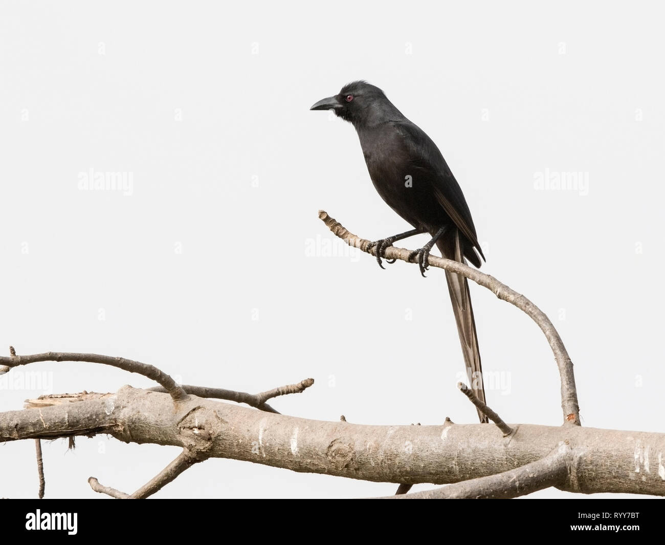 Piapiac, Makasutu Forest, Gambia 27 February 2019 Stock Photo - Alamy