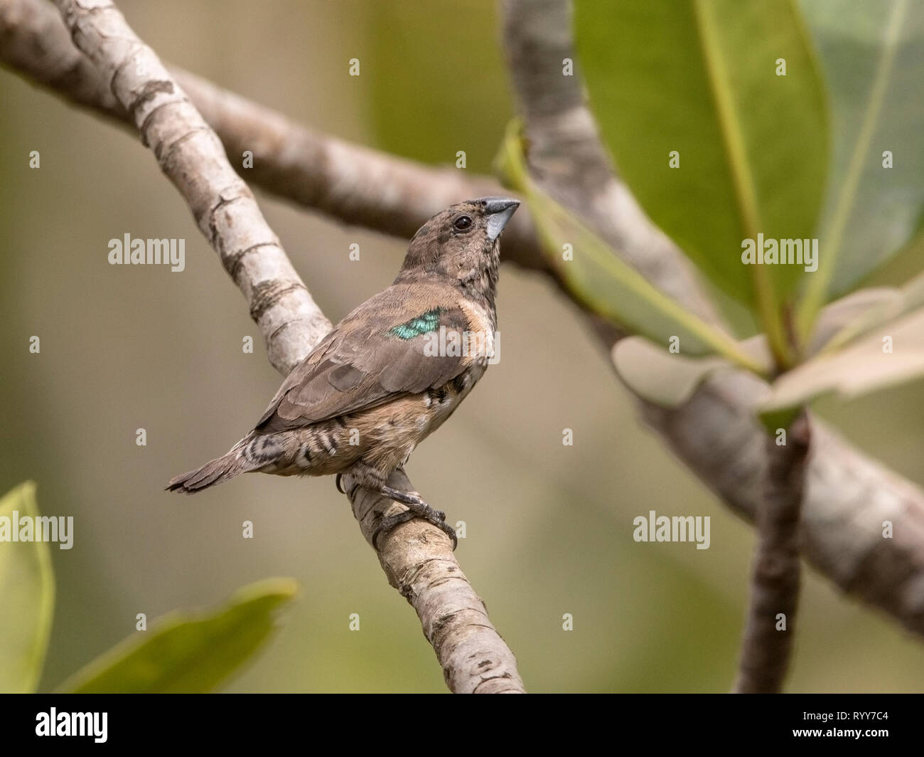Bronze mannikin hi-res stock photography and images - Alamy