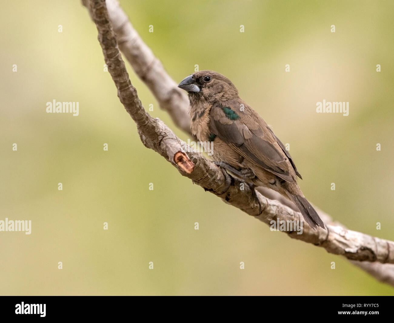 Male mannikin hi-res stock photography and images - Alamy