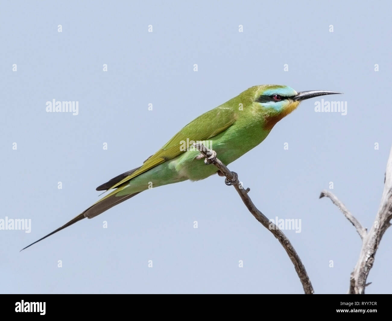 Blue-cheeked Bee Eater, perched on branch, Kartong, Gambia 28 February ...